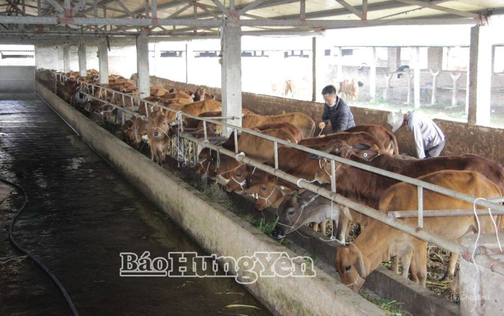 Nuôi bò thương phẩm – hướng làm giàu bền vững - Báo Hưng Yên điện tử
